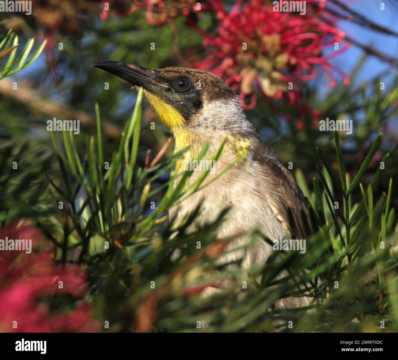 Grevillea tree hi-res stock photography and images - Alamy