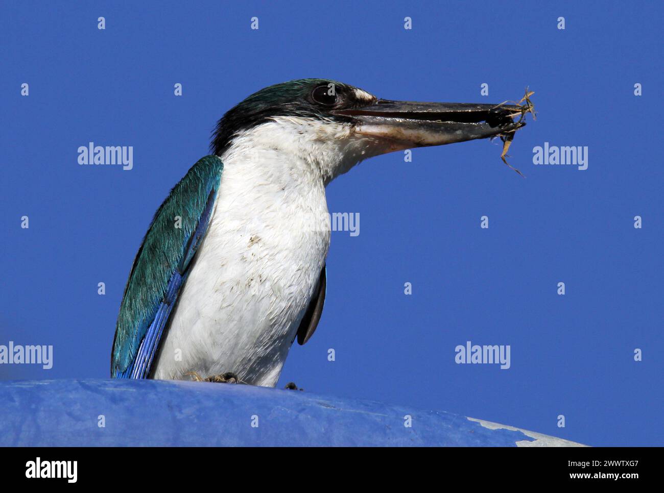 An insect in its beak hi-res stock photography and images - Alamy