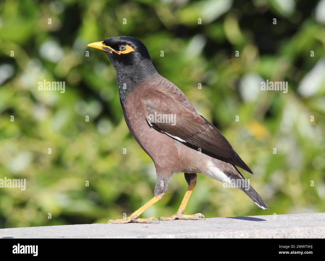 Common myna bird hi-res stock photography and images - Alamy
