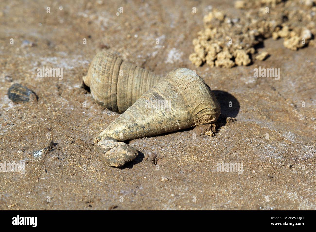 Mud snail hi-res stock photography and images - Alamy