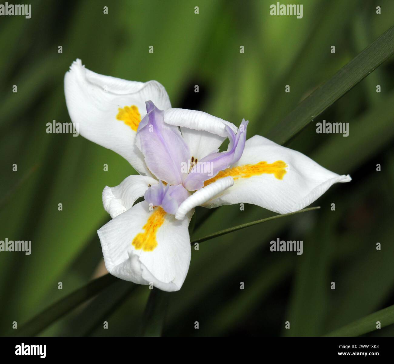 Dietes grandiflora iris flower hi-res stock photography and images - Alamy