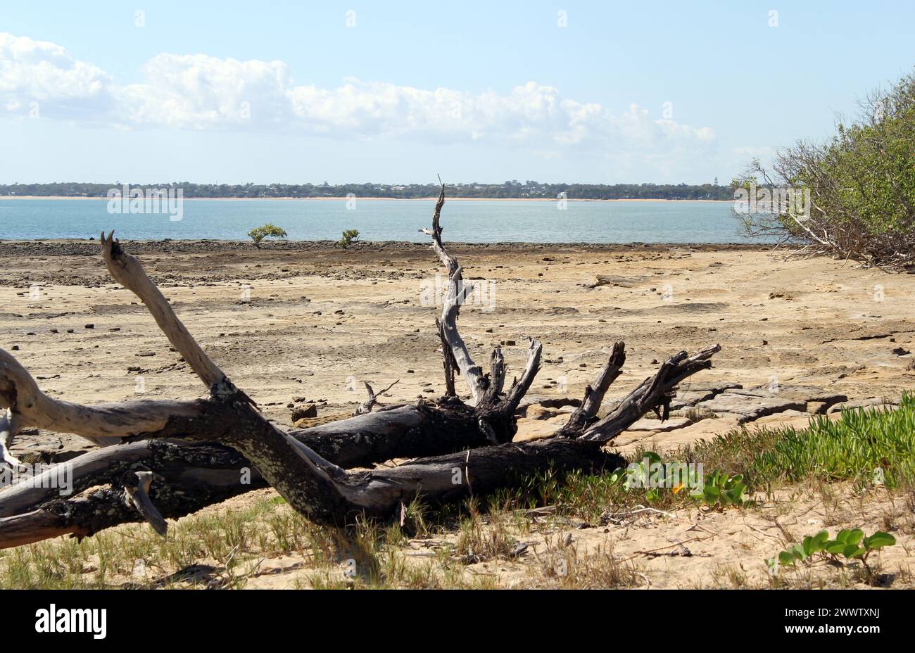 Fallen tree on a rocky beach with the ocean at Point Vernon at Hervey ...