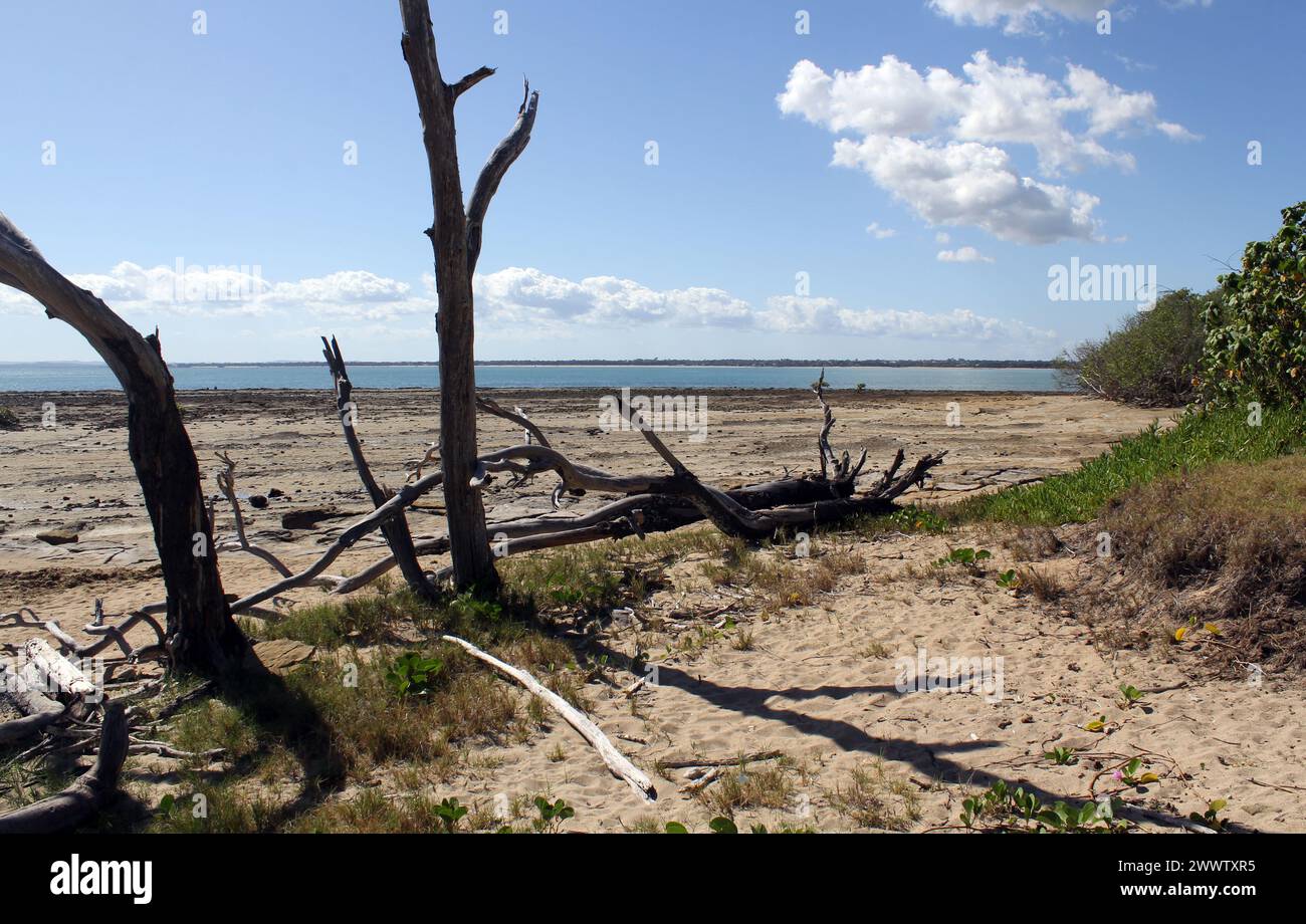 Fallen trees at a beach with sand and the ocean at Point Vernon at ...