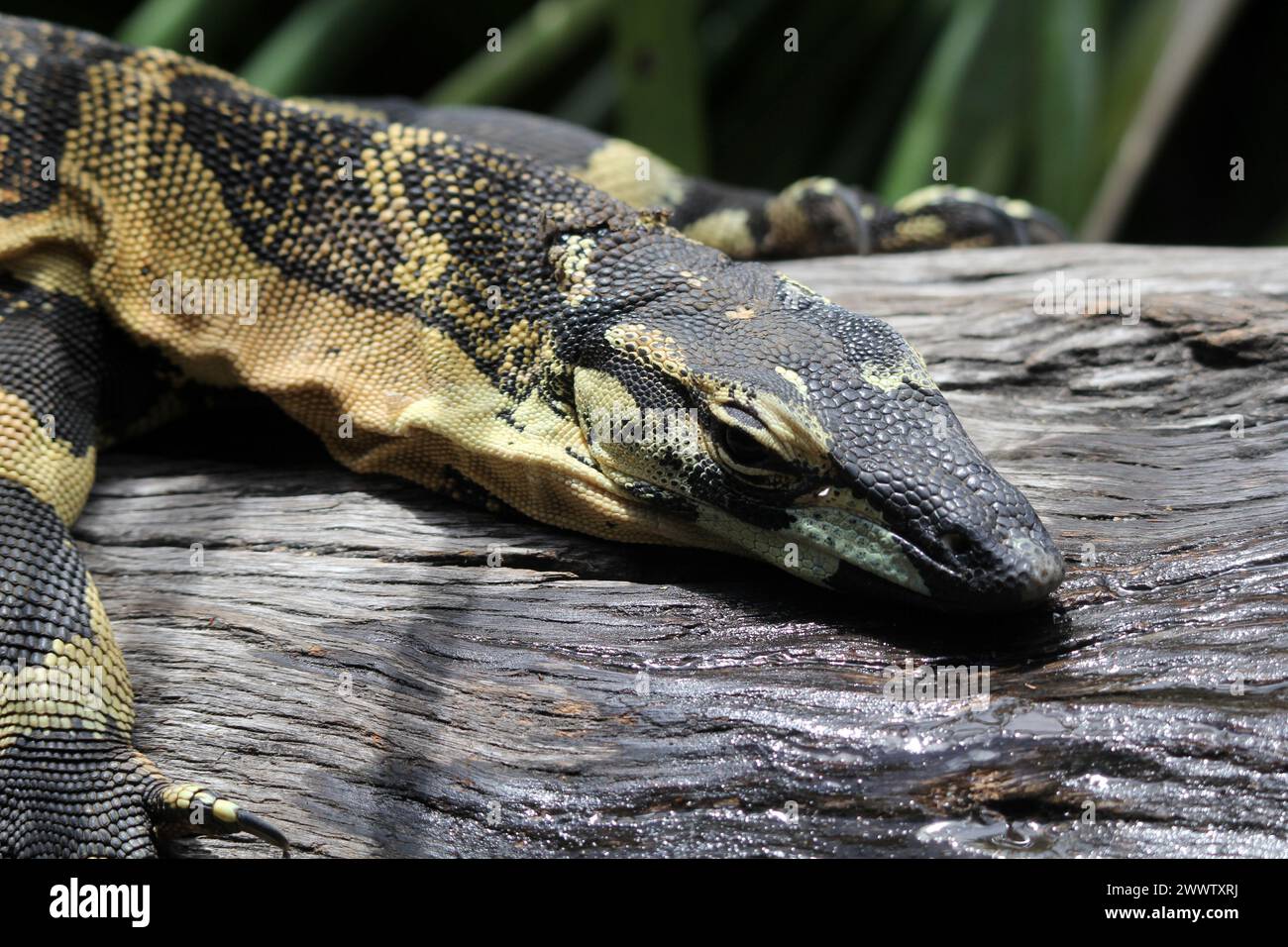 Close up portrait of a lace monitor lizard reptile sitting on a tree ...