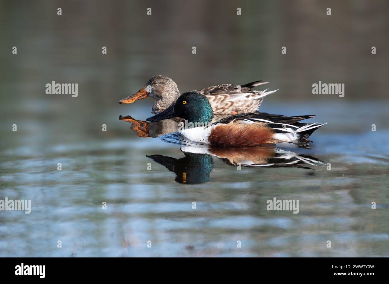 Male northern shoveler anas clypeata swimming in merced national wildlife hi-res stock ...