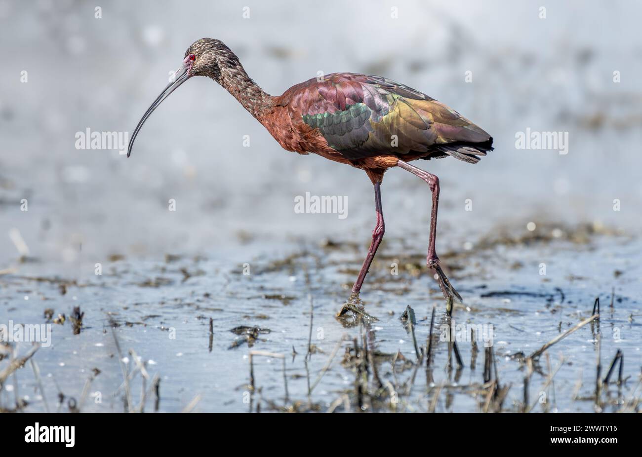 White-faced Ibis (Plegadis chihi) searching for food in Merced National ...