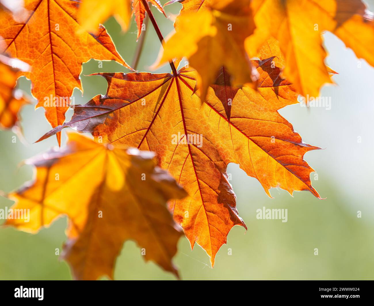 Tree branch with dark red leaves, Acer platanoides, the Norway maple ...