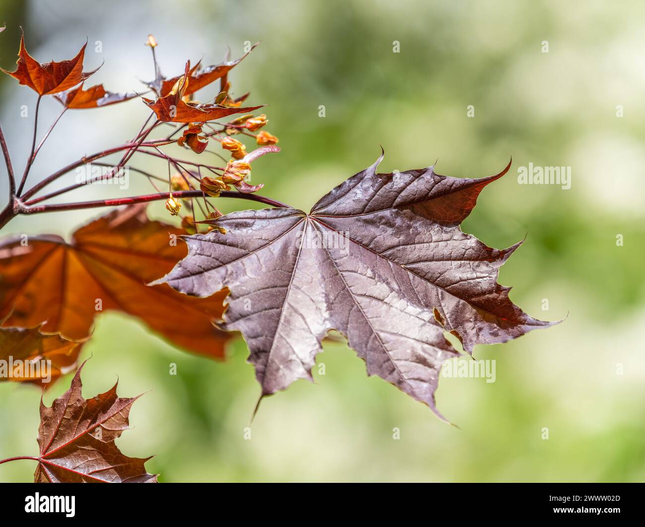 Tree branch with dark red leaves, Acer platanoides, the Norway maple ...