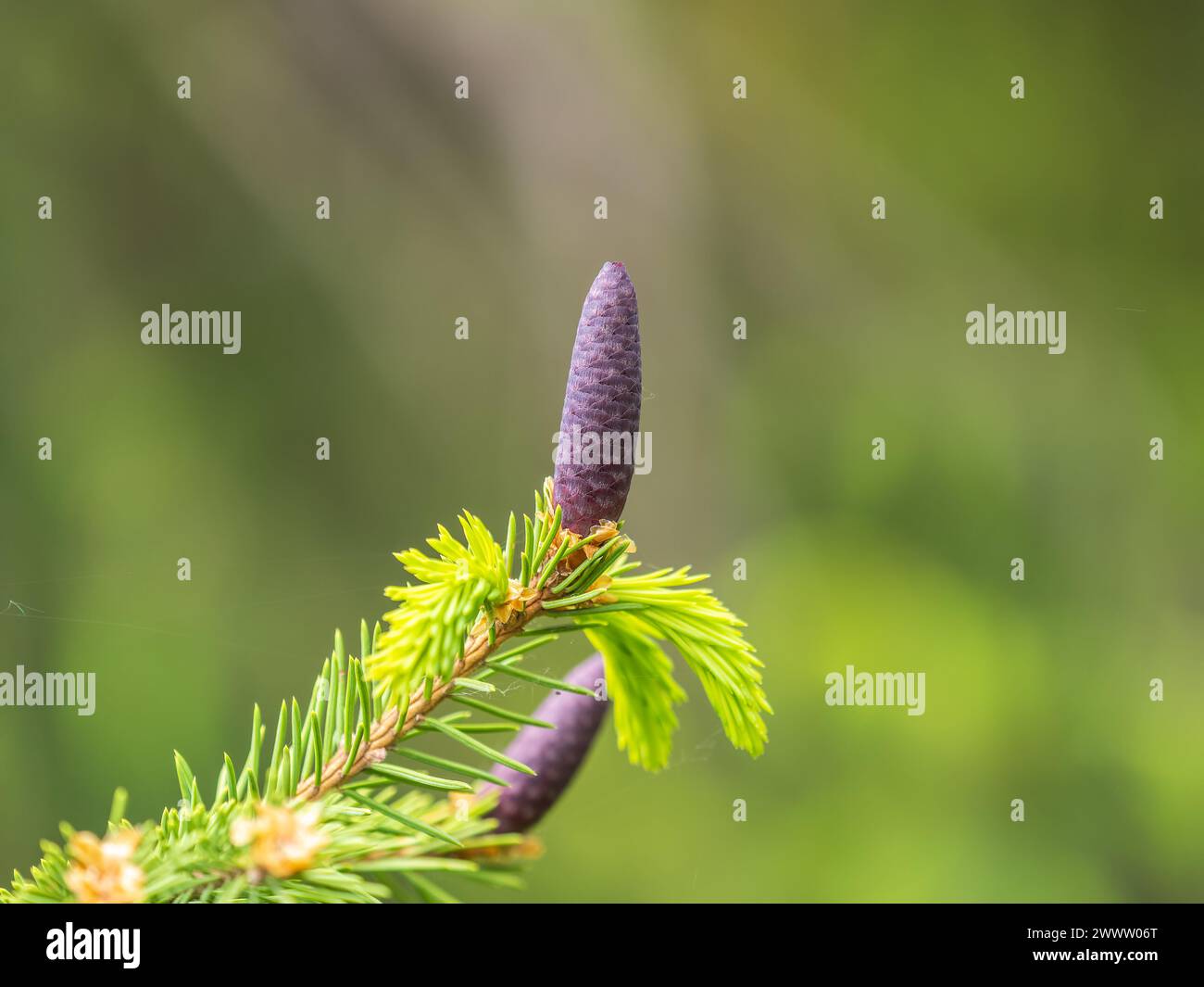 A young female cone of ordinary spruce, it is pink and its scales ...