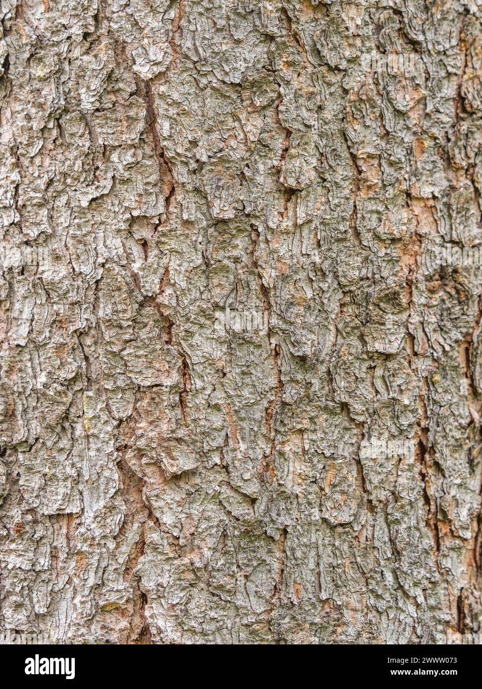 Bark texture and background of a old fir tree trunk. Detailed bark ...