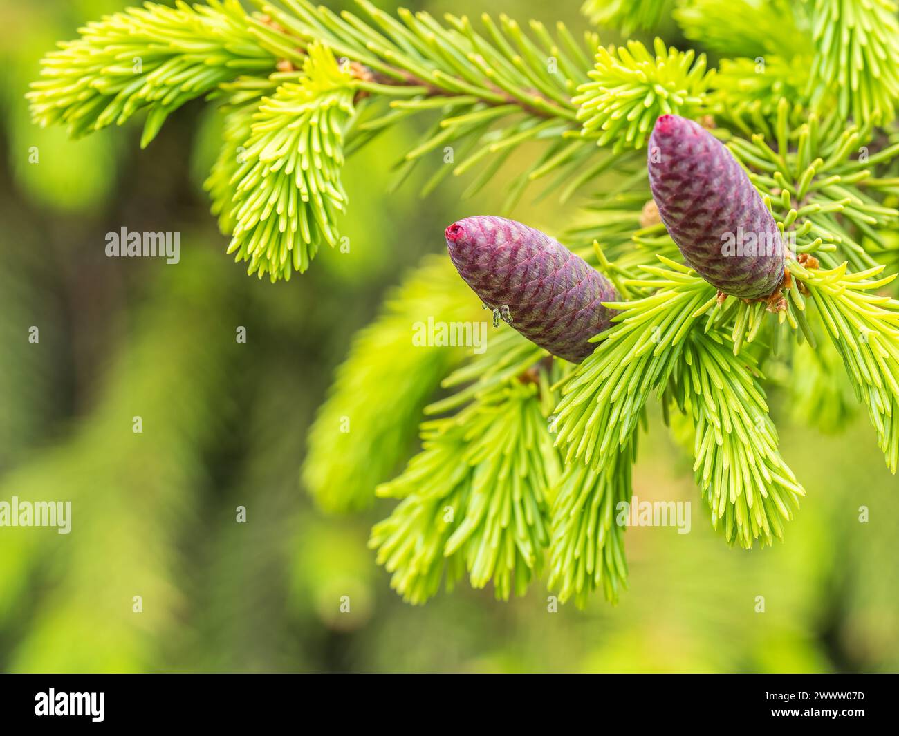A young female cone of ordinary spruce, it is pink and its scales ...