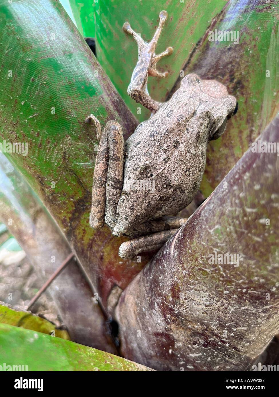 tree frog, four-lined tree frog, golden tree frog, (Polypedates ...