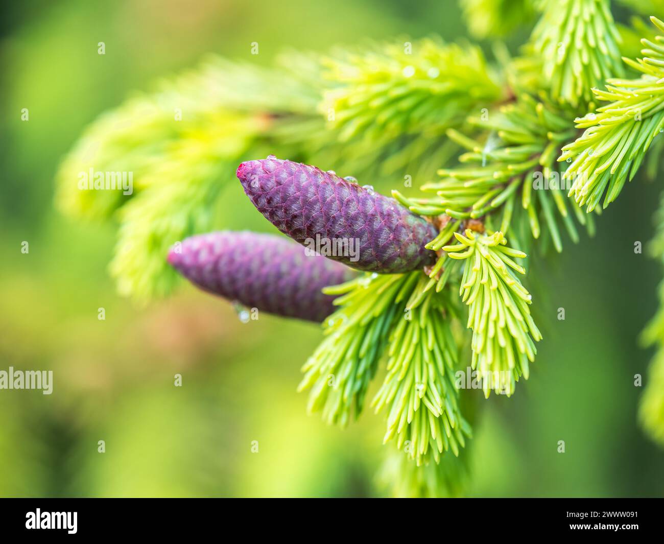 A young female cone of ordinary spruce, it is pink and its scales ...