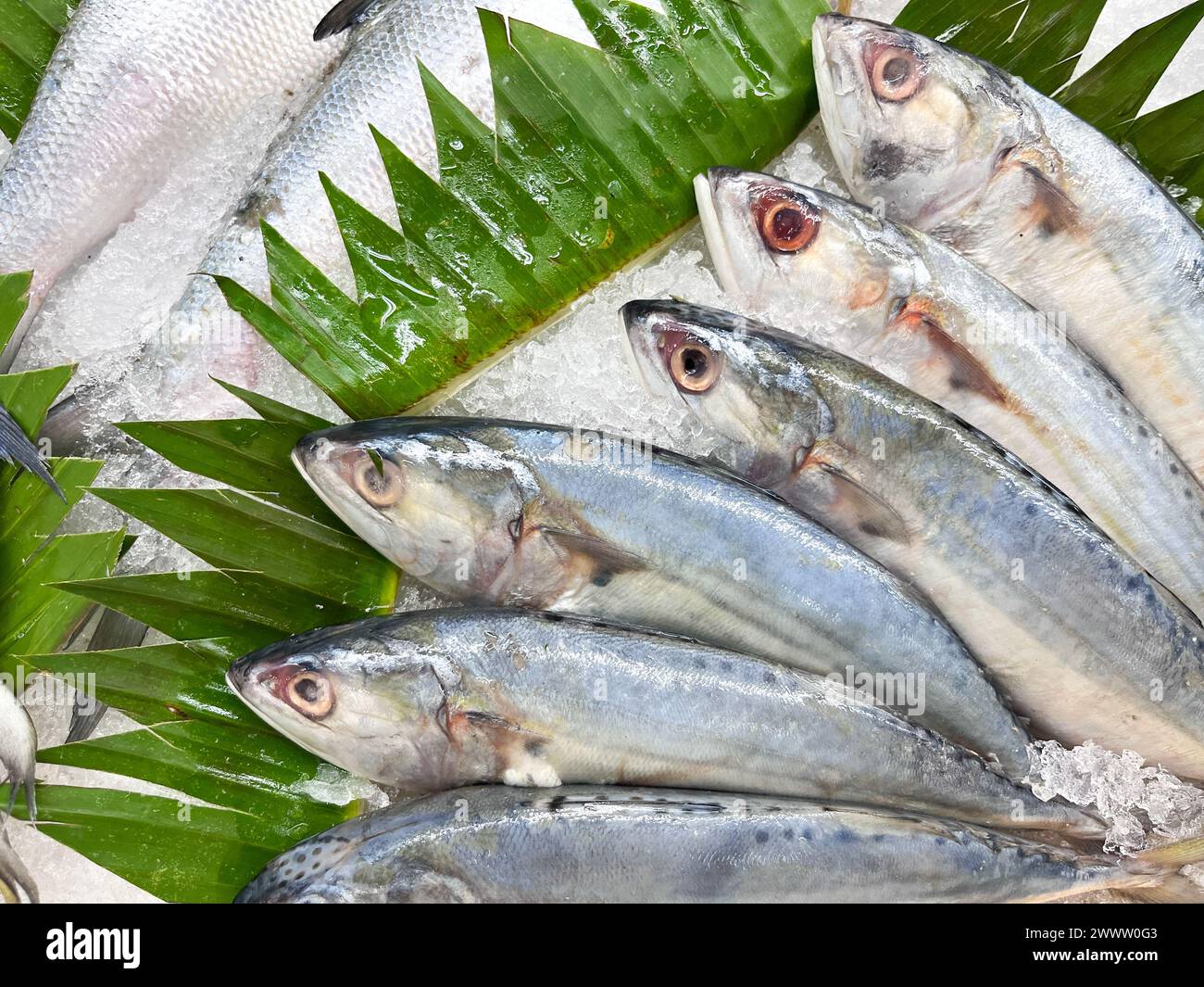 Milkfish hi-res stock photography and images - Alamy