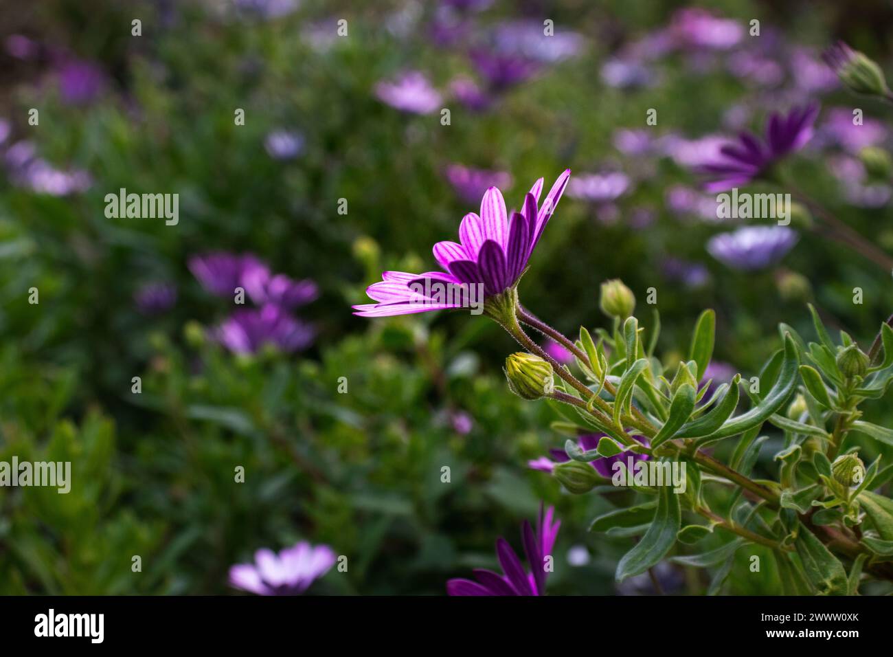 Barcelona Botanical Garden, Flowers in the spring, Spain, Europe ...