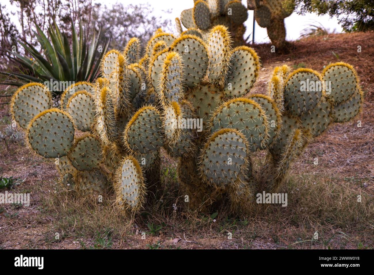 Barcelona Botanical Garden, Flowers in the spring, Spain, Europe ...