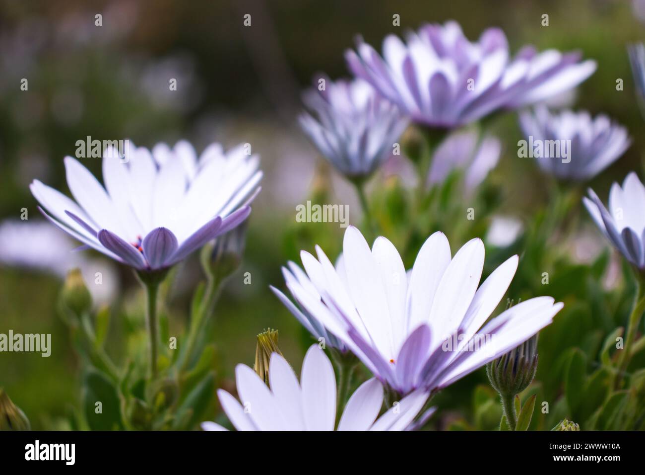 Barcelona Botanical Garden, Flowers in the spring, Spain, Europe ...