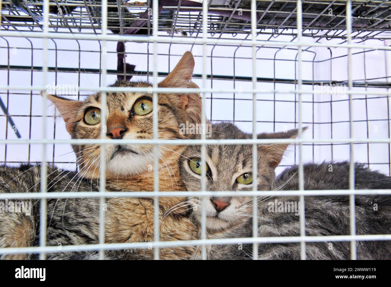 picture of two feral cats in a cage Stock Photo - Alamy