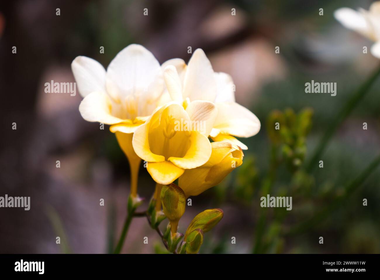 Barcelona Botanical Garden, Flowers in the spring, Spain, Europe ...