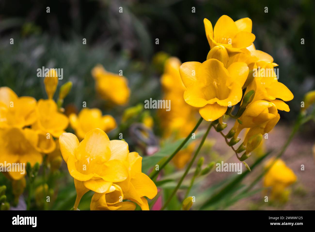 Barcelona Botanical Garden, Flowers in the spring, Spain, Europe ...