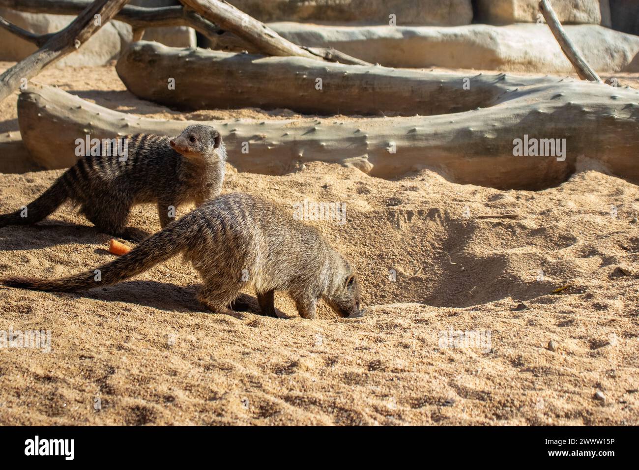 Banded mangoose, Mungos mungo, Barcelona zoo, Spain, Europe ...