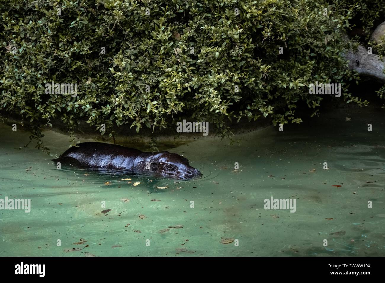 Pygmy hippopotamus, Choeropsis liberiensis,Barcelona zoo, Spain, Europe ...