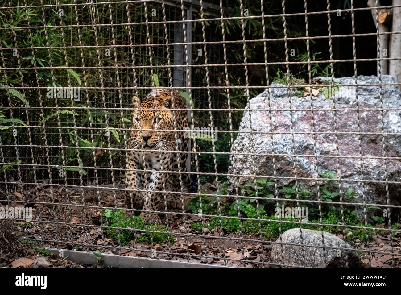 Jaguar in the zoo, Barcelona, Spain, Europe,Sustainability,conserving ...