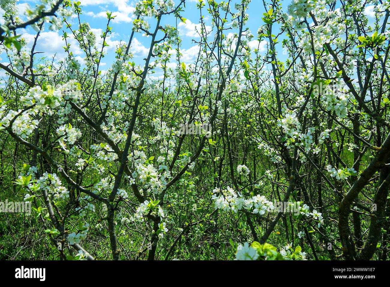 Steppe wild frutescent cherry (Prunus chamaecerasus, Cerasus fruticosa ...