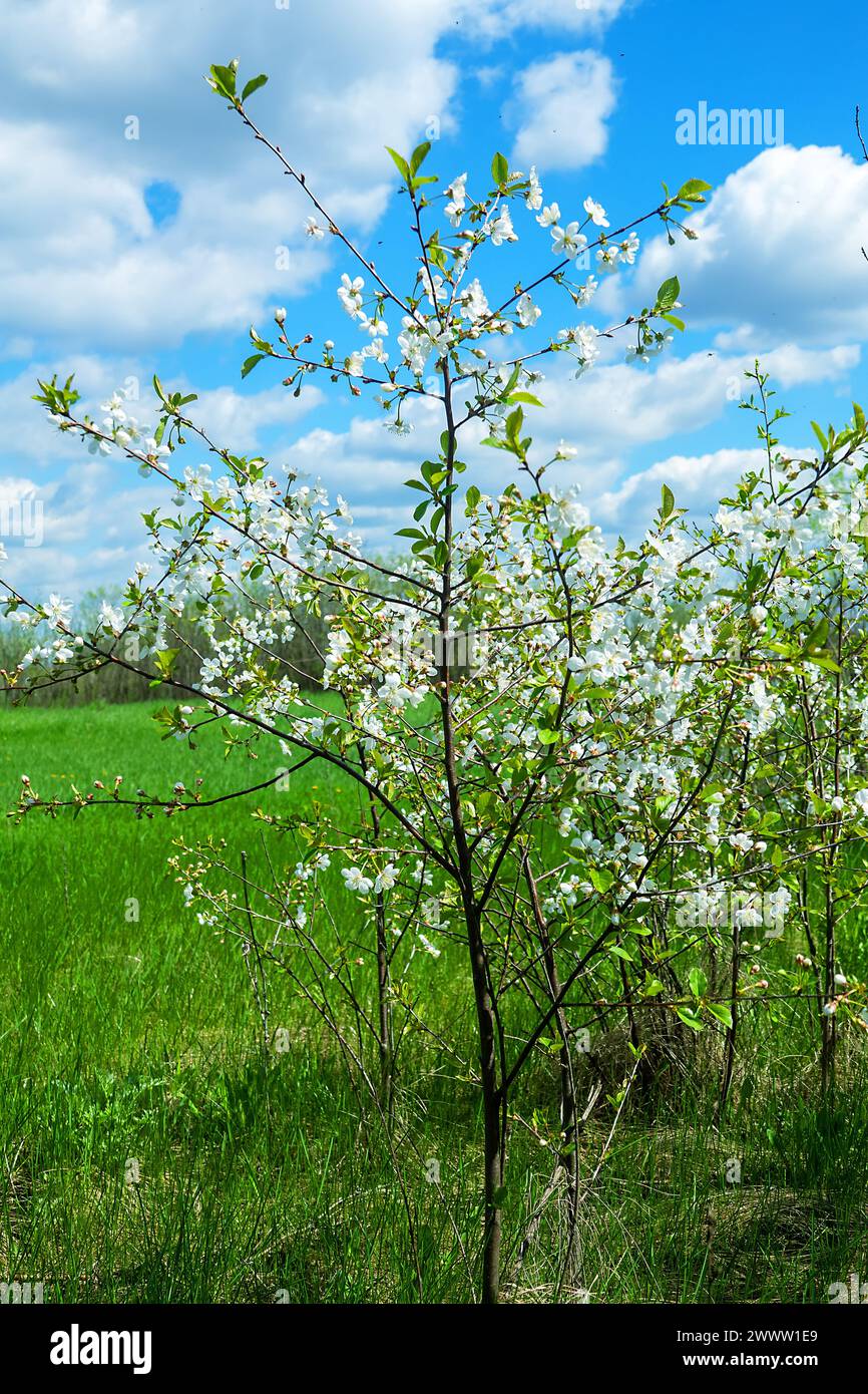 Prunus chamaecerasus hi-res stock photography and images - Alamy