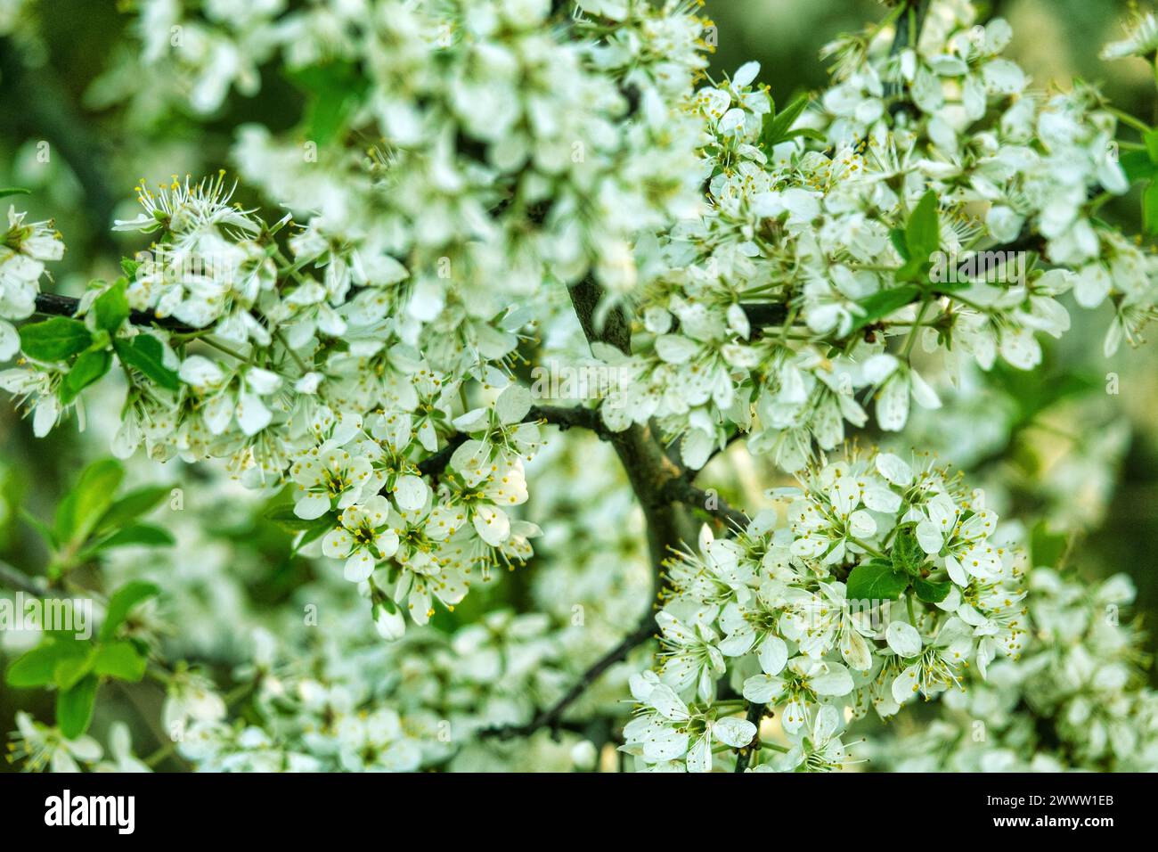 Blooming blackthorn (Prunus spinosa) thornbush (wait-a-minute). Forest ...