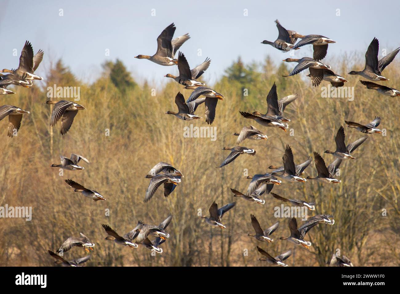 Grey goose wheat hi-res stock photography and images - Alamy