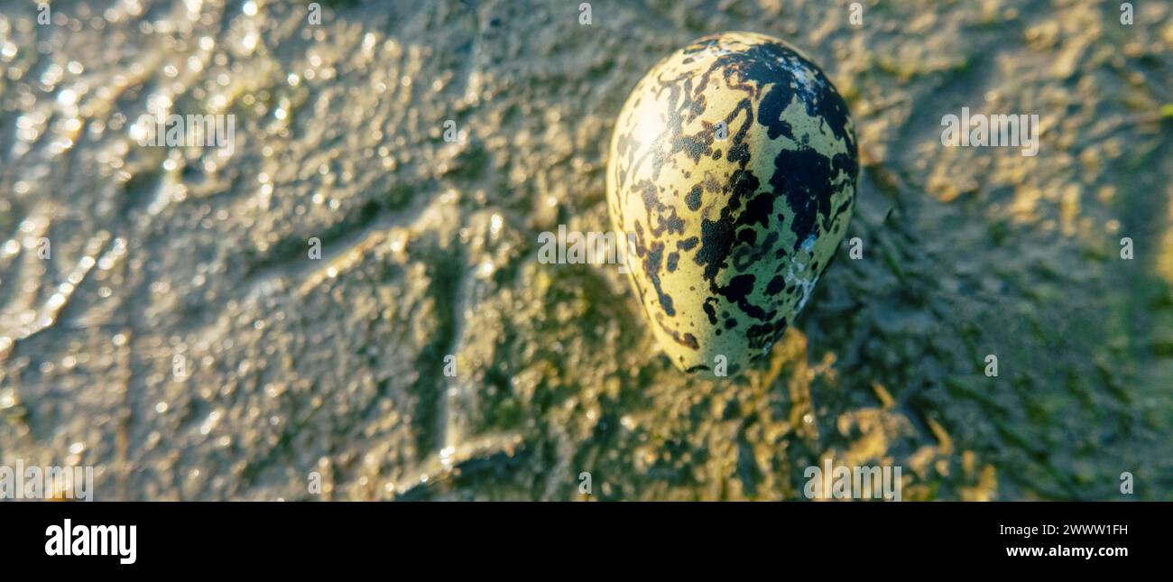 A black-winged stilt (Himantopus himantopus) nest. The egg is isolated ...