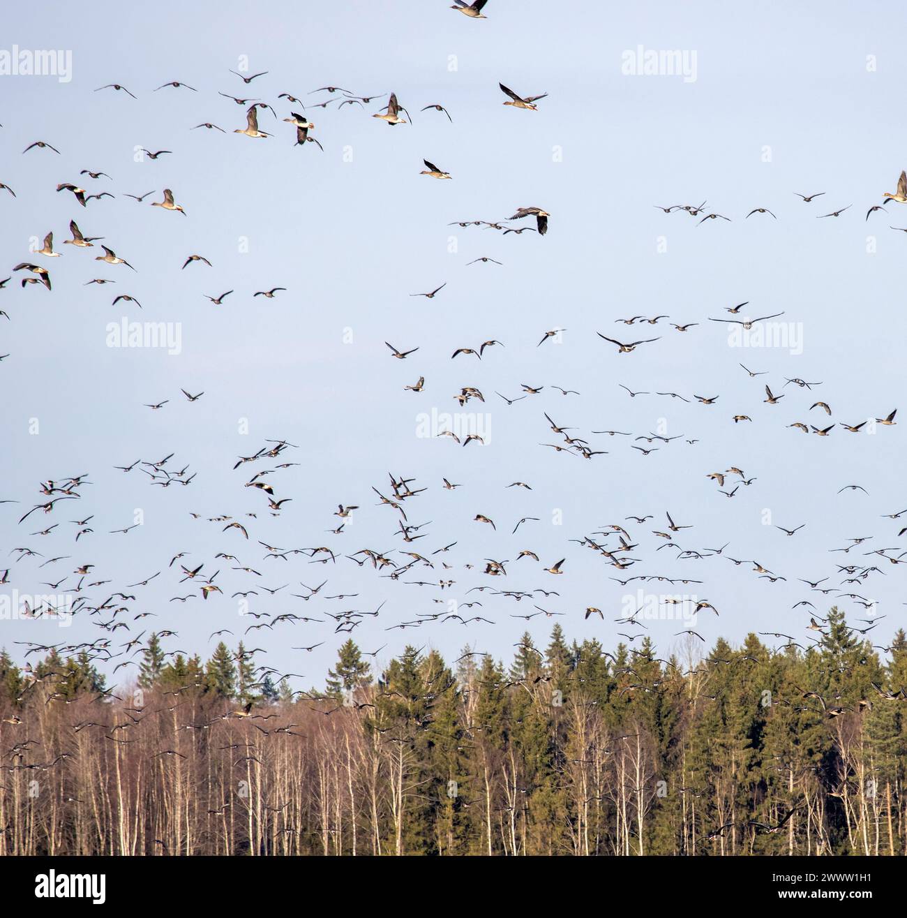 Grey goose wheat hi-res stock photography and images - Alamy