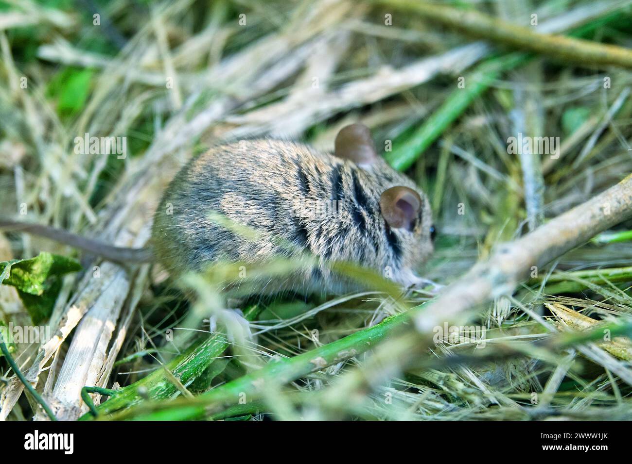 Possibly wild house mouse (Mus musculus) in the suburbs of Abu Dhabi ...