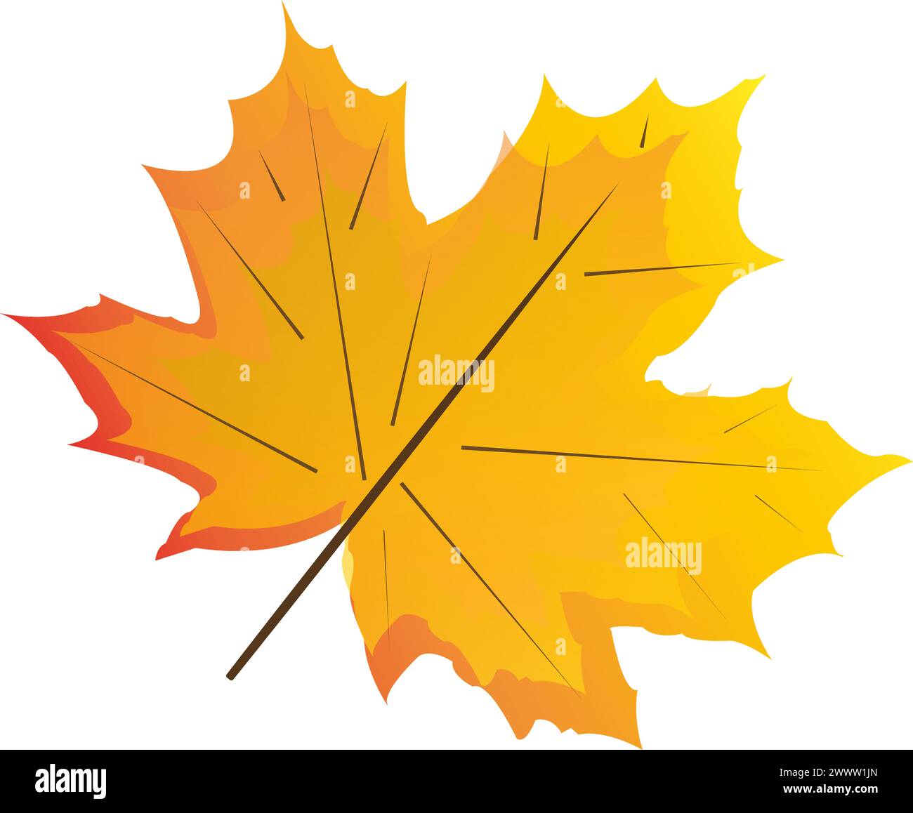 Maple leaf botanical illustration hi-res stock photography and images - Alamy