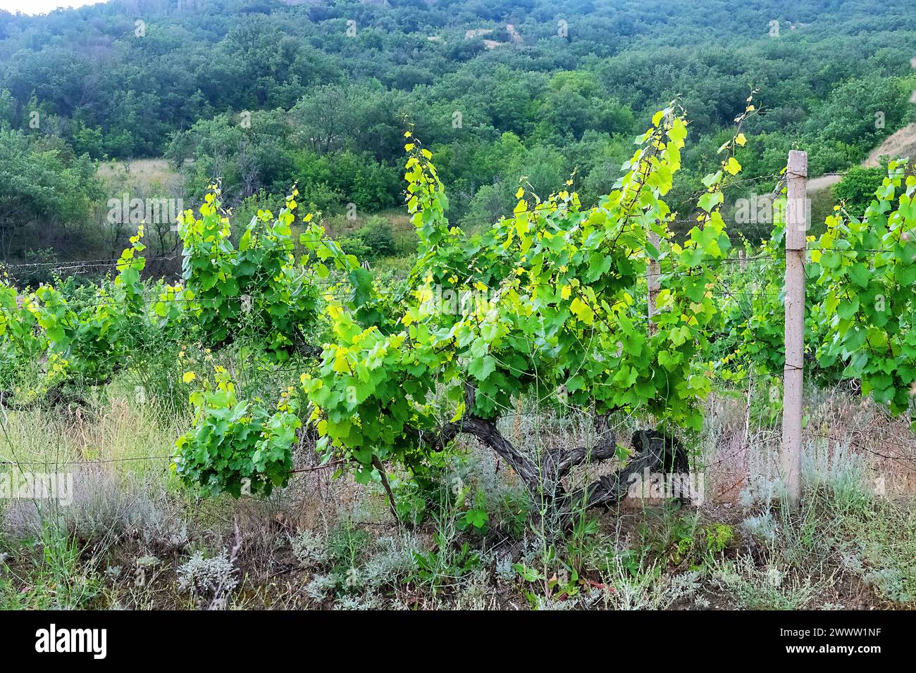 100 year grape hi-res stock photography and images - Alamy
