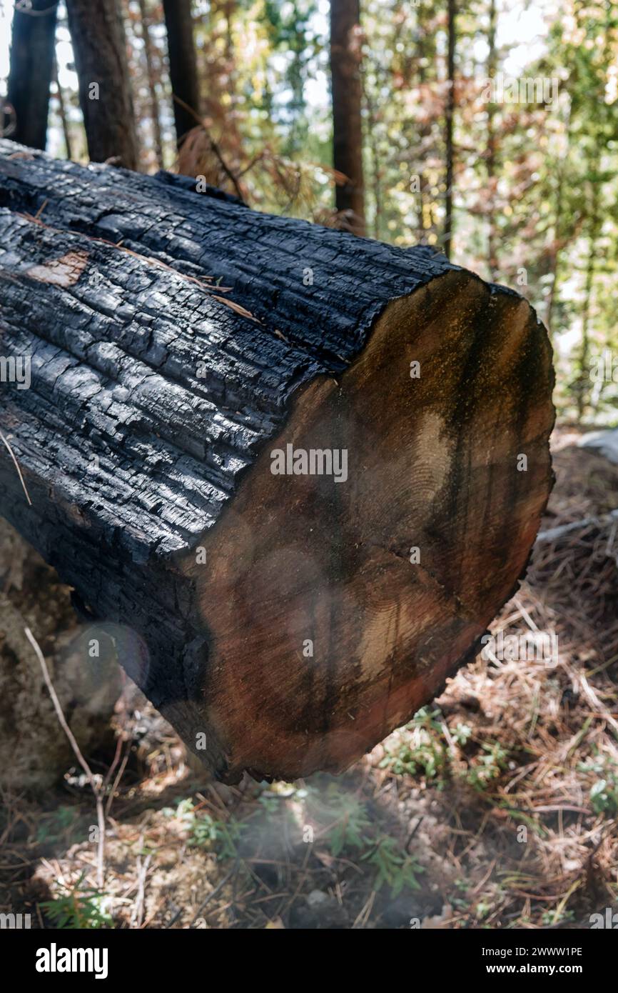 Fire-damaged forest boreal forests. Burnt boreal forests. Wildfire low ...