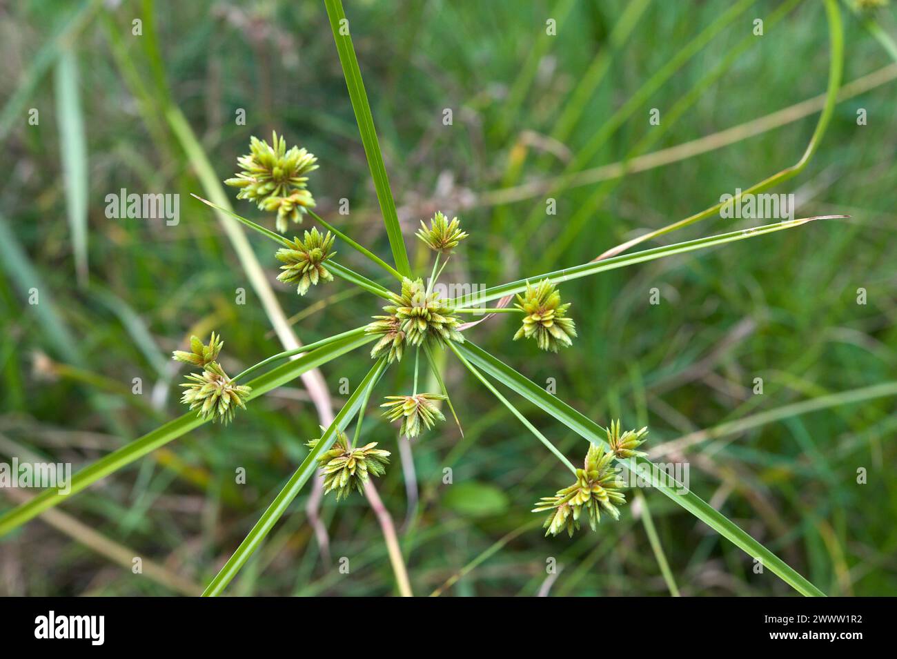 There are a lot of varieties of Rushes in the Juncus genus - I'm fairly ...