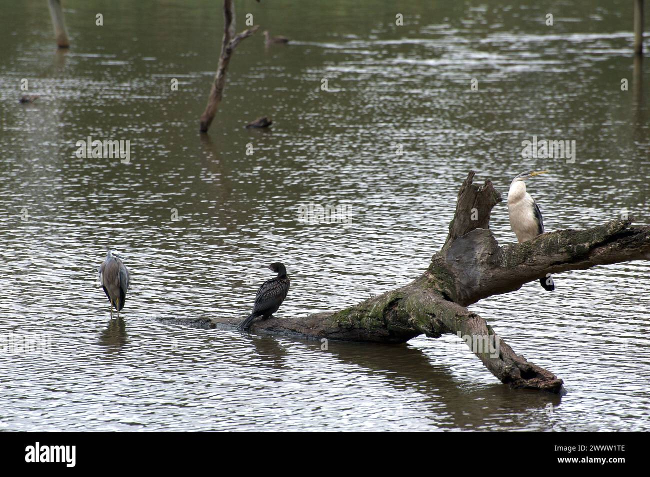 Three for the price of one! A Cormorant, a Darter and a Heron sharing a ...