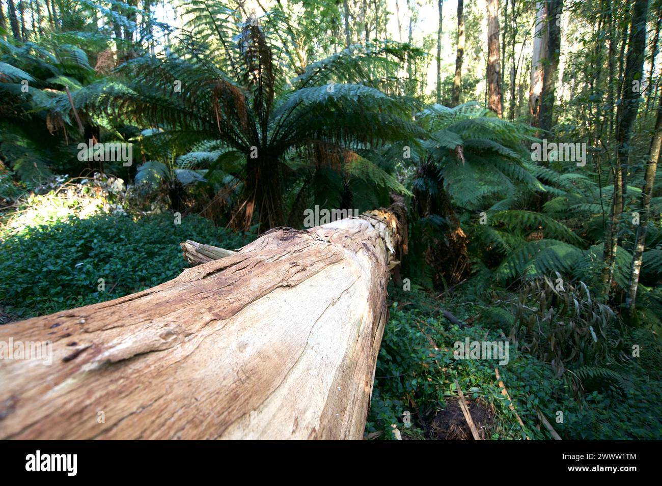 Giant fallen gum tree hi-res stock photography and images - Alamy