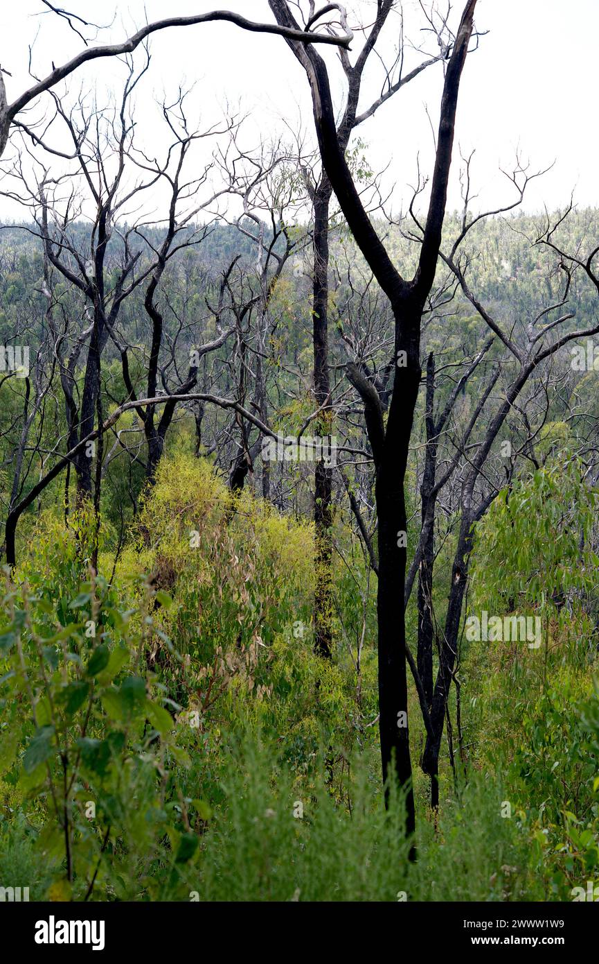 Kinglake National Park was burnt out in the 2009 Black Saturday fires ...