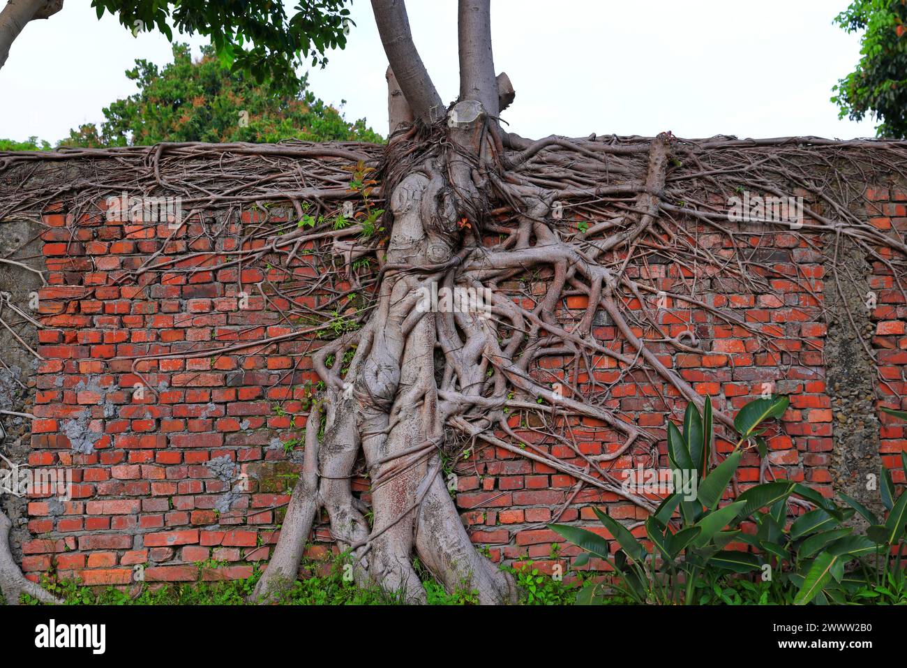 Red brick wall with banyan tree roots (Ficus retusa, Ficus microcarpa ...