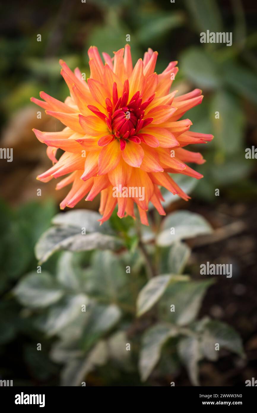The Washington Park Arboretum, Botanic Gardens in the City of Seattle ...