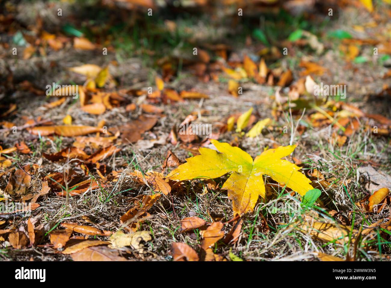 The Washington Park Arboretum, Botanic Gardens in the City of Seattle ...