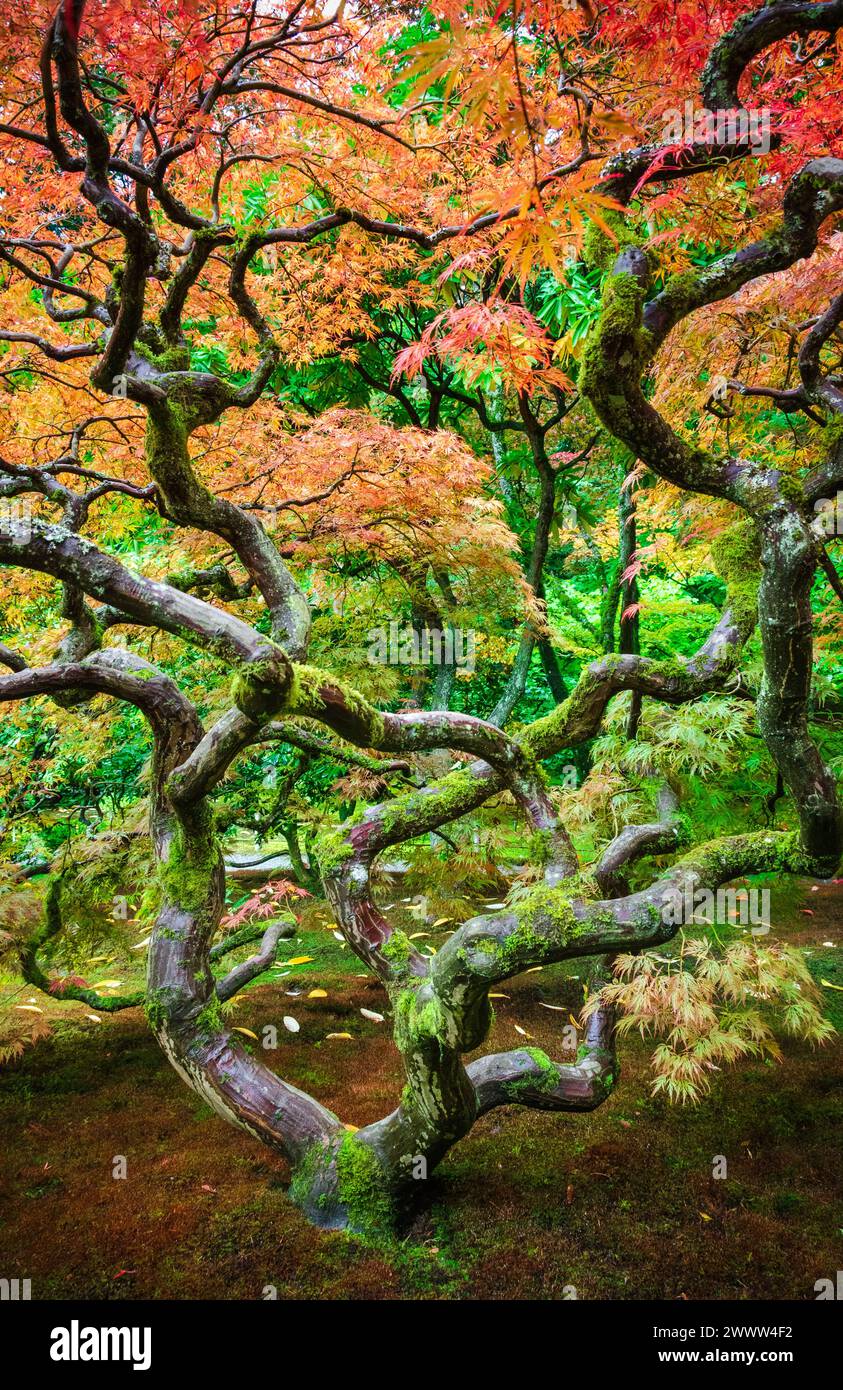 The Washington Park Arboretum, Botanic Gardens in the City of Seattle ...