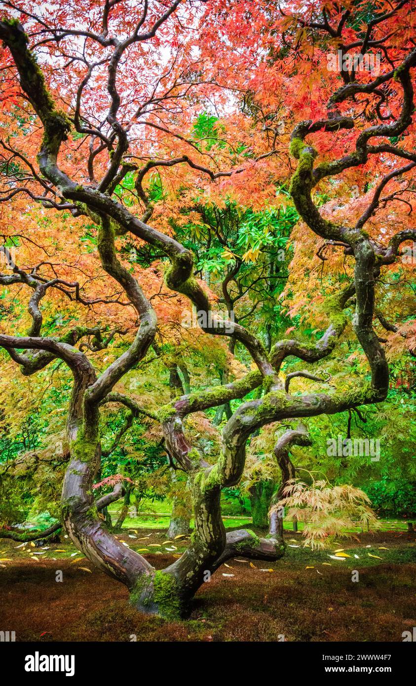 The Washington Park Arboretum, Botanic Gardens in the City of Seattle ...