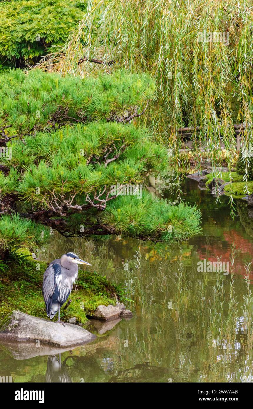 The Washington Park Arboretum, Botanic Gardens in the City of Seattle ...