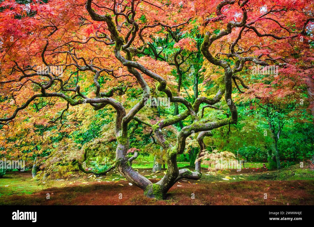 The Washington Park Arboretum, Botanic Gardens in the City of Seattle ...