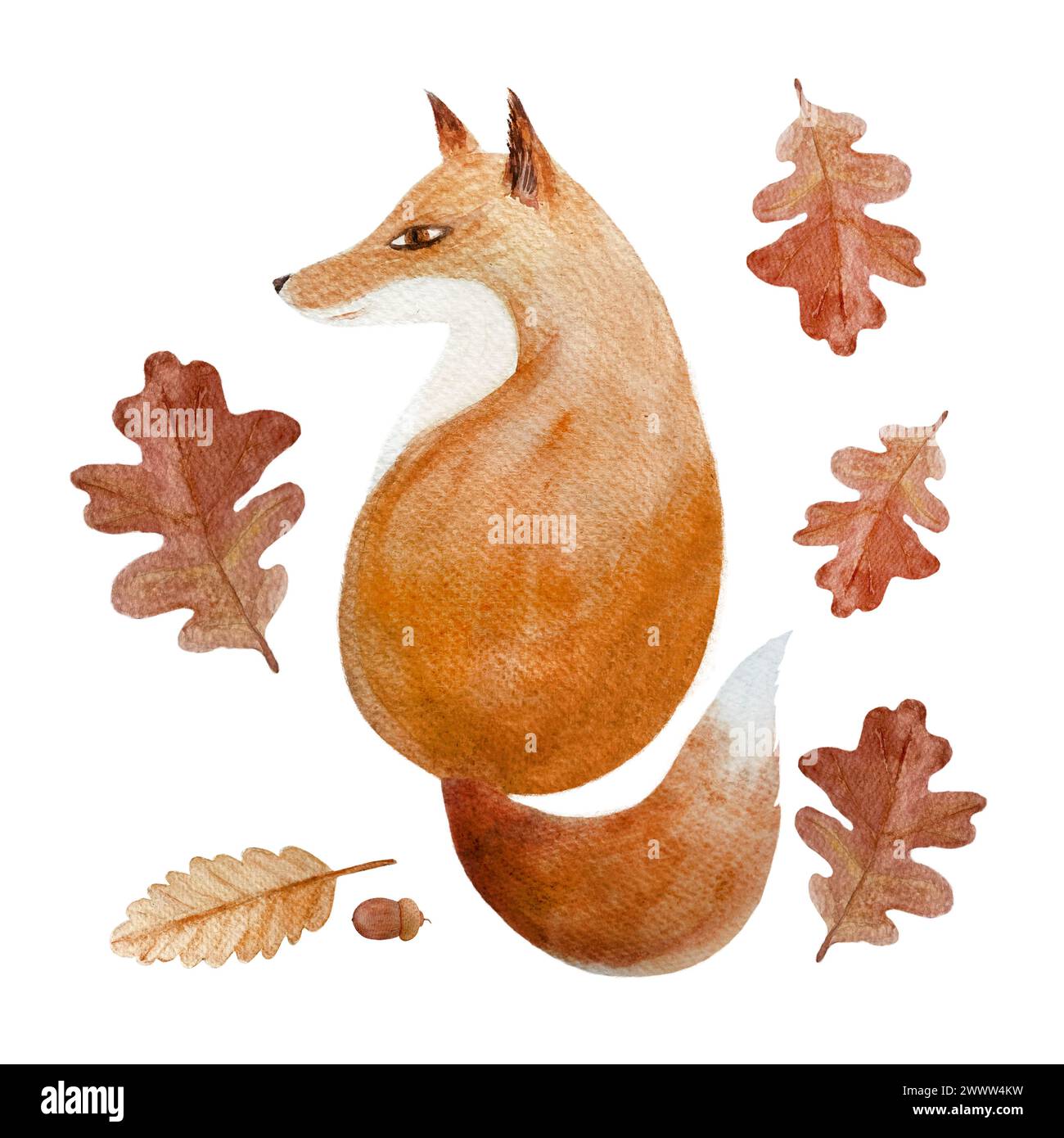 Fox and oak leafs watercolor flat illustration isolated on white Stock ...