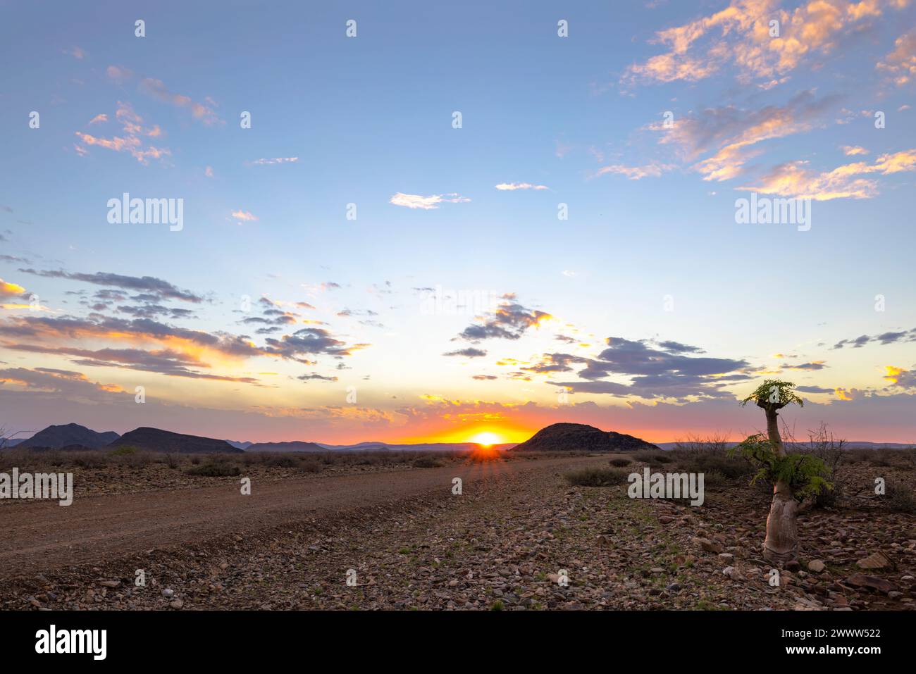 African moringa hi-res stock photography and images - Alamy